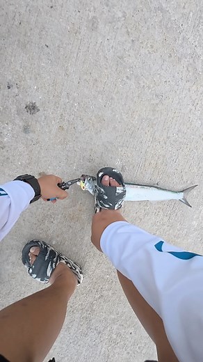 Wolf Herring (Balila) unlocked 🎣 #xbraidbitline #xbraid #ohlures | Arion Gone Fishing