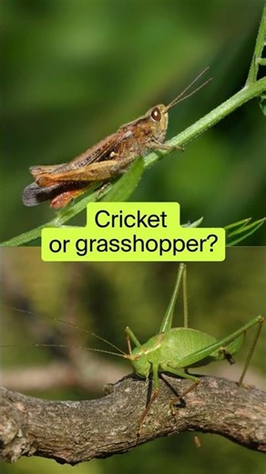 Tell the Difference Between a Grasshopper and a Cricket 🦗