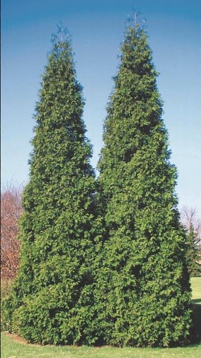 🌿 Spring Grove® Western Arborvitae (Thuja)