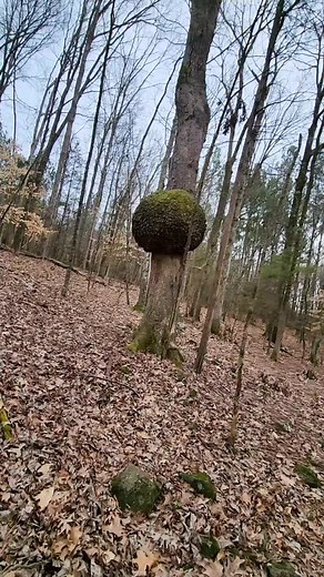 Exploring with @hollydthatsme and we came across this tree... Any ideas what happened? #hiking #nature #abandoned #mine #tree #problem #couple #explore #fyp #spikes #fungus #thelastofus