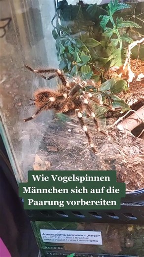 Vogelspinnen Paarungsverhalten: Einblicke und Vorbereitungen