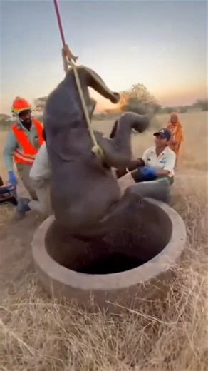 Incredible Animal Rescues That Will Restore Faith in Humanity 😭❤️ #rescue #rescuemission #trending