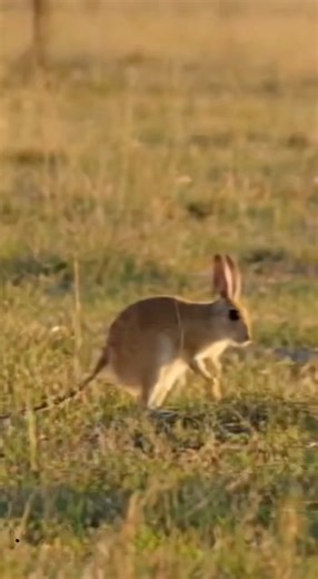Springhare Jumps…