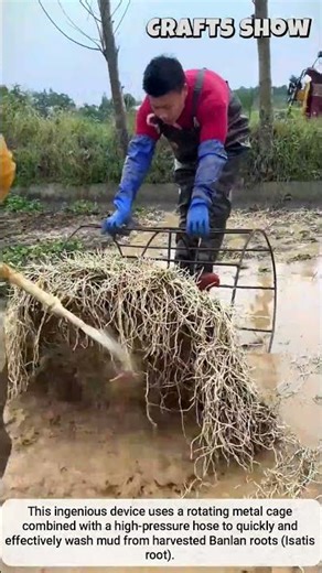 Washing Banlan Root Harvester 🌿🧼
