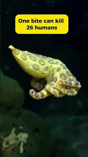 The Blue-Ringed Octopus – Tiny but Deadly 🐙⚡