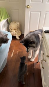 Kylo is making some new friends 🤍 Churro and Cannoli are not so sure yet but the will get there! #adoptme | Kelly’s Fosters