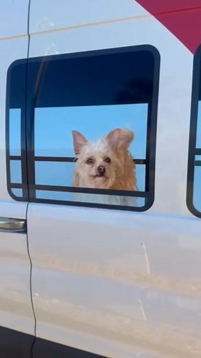 It's a beautiful morning for yoga! Our friends at Grapes & Barley are hosting this morning's yoga class and adoption event, and we hope to see you there! Adoptions begin at 9, and class starts at 10. Come for the class, or come to love on the dogs, or both! Barb's Dog Rescue will be there til Noon. Help make a dog's day today! More info here: https://facebook.com/events/s/dia-de-los-perros-puppy-yoga/1207041697926450/ | Barb's Dog Rescue