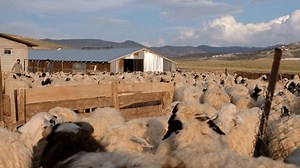 Large Flock Sheep Feeding Rural Farmyard Stock Footage Video (100% Royalty-free) 3798420483 | Shutterstock