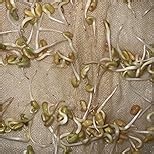 Organic Unbleached Cotton Cheesecloth for Straining, GOTS Certified, Fine Reusable Strainer – Large 18 Sq.ft. Cheese Cloth