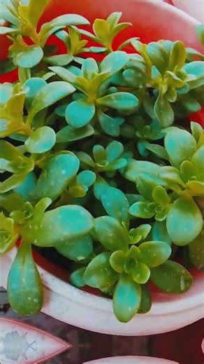 Flower statu| fullscreen status | whatsapp status | #shorts #status#shorts #status #shorts #trending