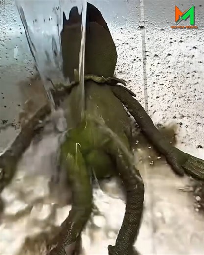 13K views · 30 reactions | Soothing ASMR for deep mental reset | LaSauce | Facebook