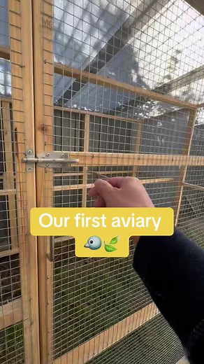 Backyard Catio Builder on TikTok