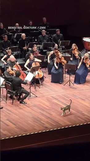 Cat joins orchestra on stage