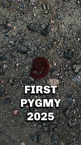 Say hello to my first Carolina Pygmy rattlesnake of the year! 🐍📸🌿 #snakes #reptiles #NorthCarolina #snakelovers | Brett Nature Wildlife Images