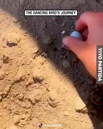 Part2 Watch the full video here :https://shelterus.nataviguides.com/?p=4396 | Paws Without Borders