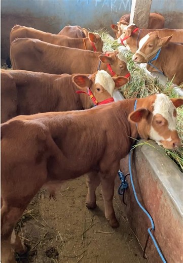 Pedet Jantan Sapi: 11 Jutaan Bibit Sapi Terbaik