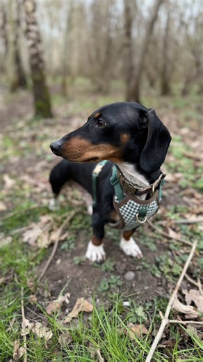 Little legs 🥰🐾#malandpalpetservices #dogwalkerslife #funnydogs #dachshund