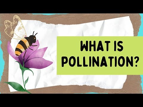 Pollination For Kids