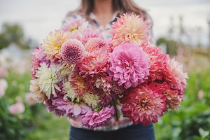 Beginner's Guide to Growing Dahlias —  Three Acre Farm