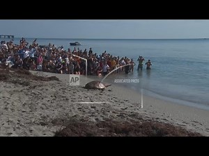 Massive loggerhead sea turtle full of eggs returns to ocean after treatment in Florida