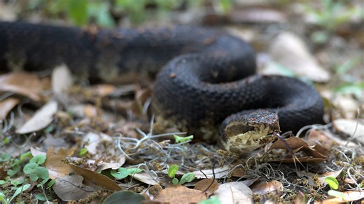 Snakes are out and about in spring. Here's what you need to know about snakes in Georgia