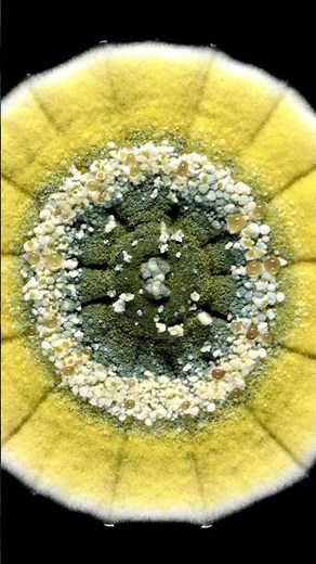 This fungi time-lapse, took 12 days to complete