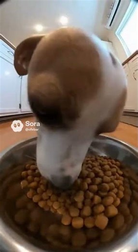 This Dog Bowl Camera Angle Should Be Illegal 💀🐾 #funny