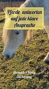 Nur wenn Worte Sinn machen bleiben Pferde wach #horse #pferde #equestrian #pferd