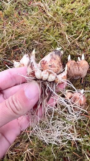 Naturalizing Flower Bulbs for a Beautiful Garden | FlowerBulbs.com