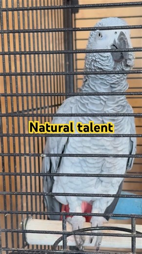 This parrot sings OPERA?! 🎭🦜