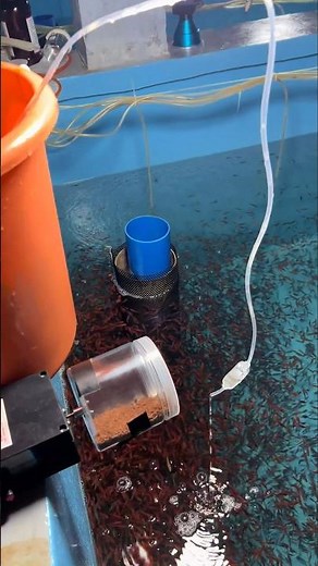 🐟 Thousands of Baby Red Snapper Growing in a Fish Farm Tank! 💥