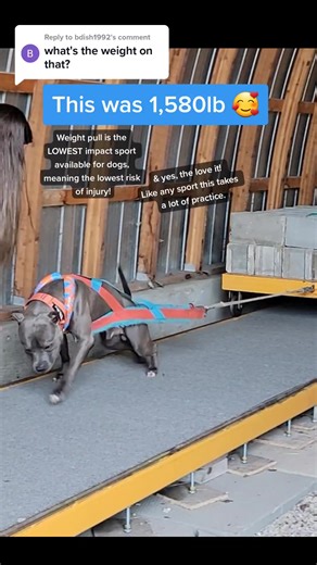 Reply to @bdish1992 This was 1,580lbs 🤠 #americanbully #bordercitybullies #dogsoftiktok #bullybreed #sportdog #trainthedog #weightpulldog #brick #firstcomp