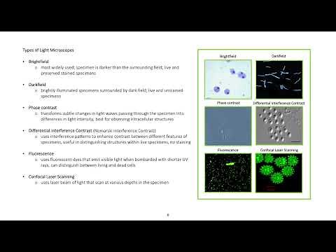 Types of Light Microscope🔬