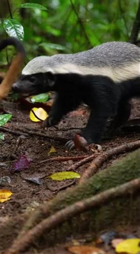 Honey Badger vs Springhare on the a vine-tangled rainforest floor with leafcutter trails