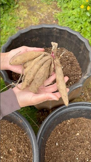 Planting Flower Bulbs in Containers #containergardening #pollinators #flowergarden