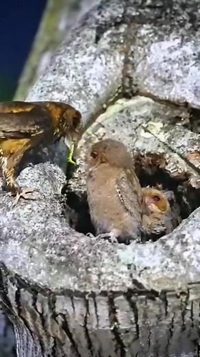 30K views · 556 reactions | Animal Planet TV on Reels | Facebook