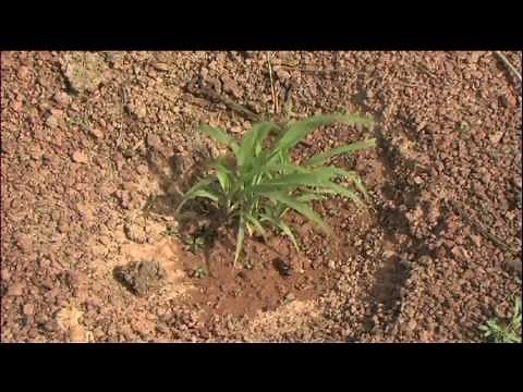 SLM 06 Zai Planting Pits