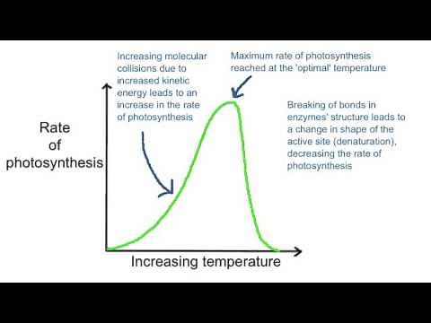 3.8.8 Outline the factors affecting the rate of photosynthesis