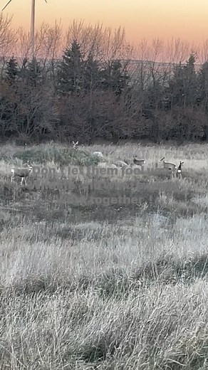 #Wind #wildlife #turbines #windpower #muledeercountry | Dick Schirado