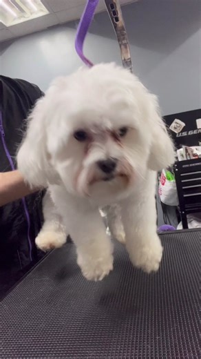 super dog #fyp #BetterTogetherChallenge