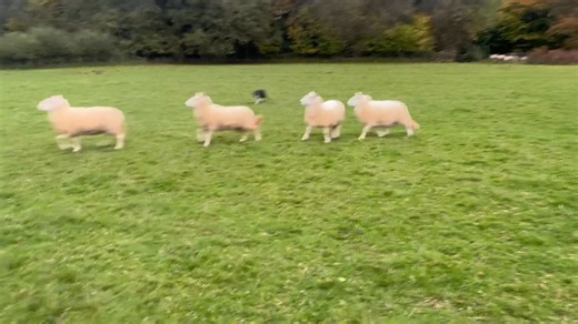 28K views · 438 reactions | Another Hendre Sam son.. Out of a Red Spot daughter. I’ve put a different set of whistles on him and hoping he will become part of a new brace team for next year. | Kevin Evans | Facebook