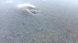 6.1K views · 142 reactions | At low tide, along open sandy beaches...