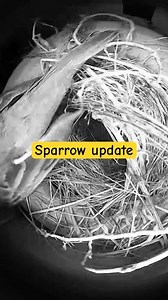 Sparrow update #nestboxcamera #nestbox #birdslover #sparrownest #birdhouse #shorts | Pollination Wild Bird