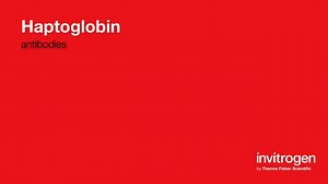 Haptoglobin antibodies from Thermo Fisher Scientific