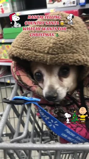 Rascal letting Santa know he wants a car for Christmas 🎄 ❤️🐾☃️🦌🛷🙏#fyp #jesus#jesuslovesyou #funnyvideos #dog