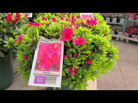 Azalea 'Bixby' // Superb, HARDY,❤️ Compact, Easy to Grow, Evergreen Azalea