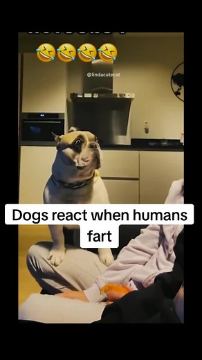 Dogs Reacting to Human Farts