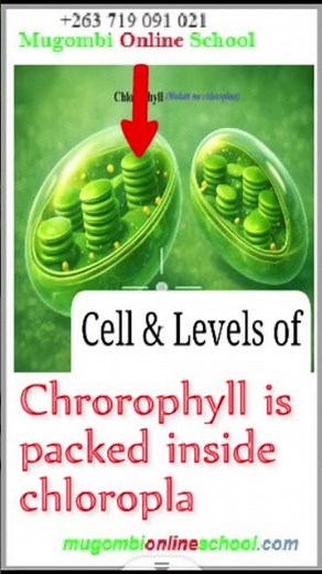 Cells & Levels of Organisation