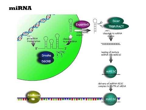 Eukaryotic Gene Structure