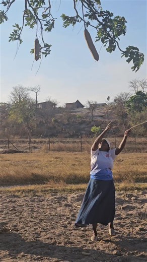 🌳 The Mubvee Tree (Sausage Tree) 🌳 A true beauty of our African landscape! Known for its long, sausage-shaped fruits, the Mubvee tree is more than just unique to look at — it’s rich in traditional and medicinal value. From healing skin and wounds to nourishing wildlife, this tree remains a symbol of nature’s generosity. 🍃💚 | Ivy Ruwende